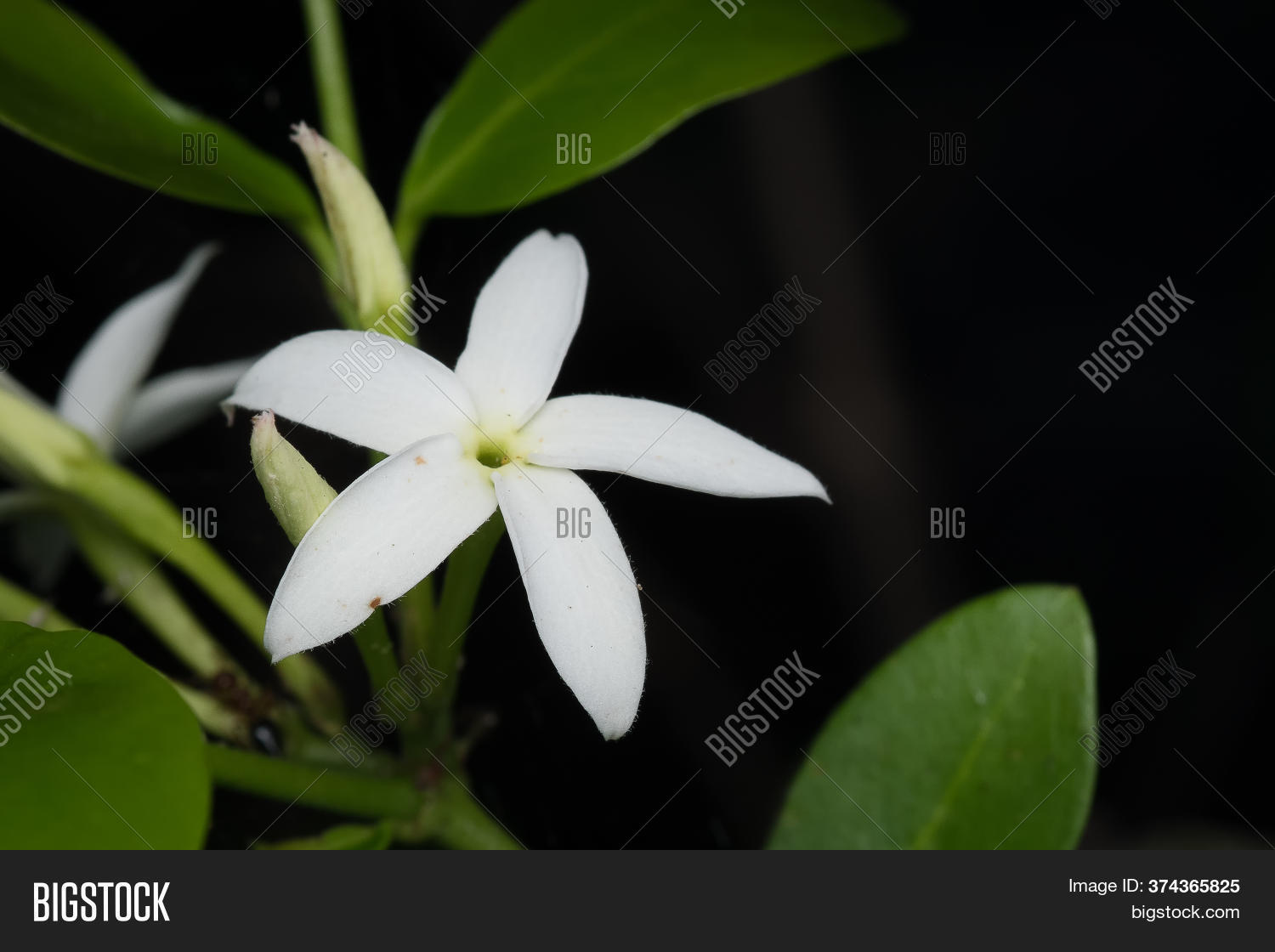 Pure White Jasmine Image & Photo (Free Trial) | Bigstock