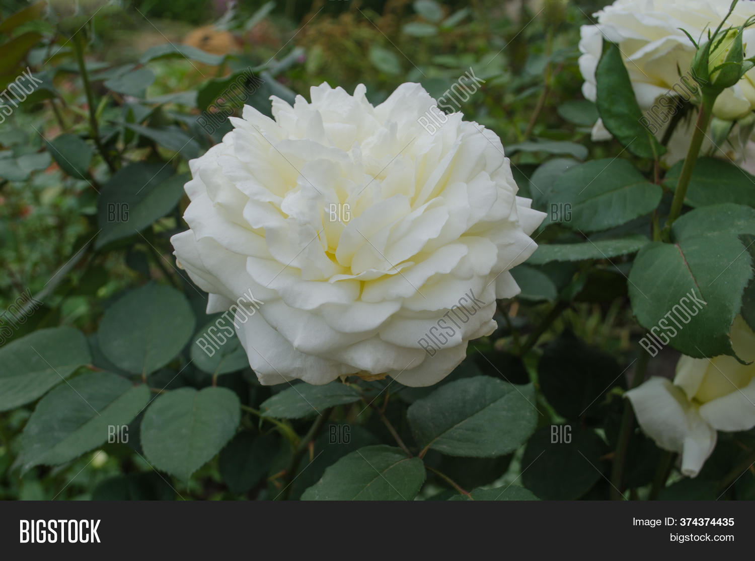 Beautiful White Rose. Image & Photo (Free Trial) | Bigstock