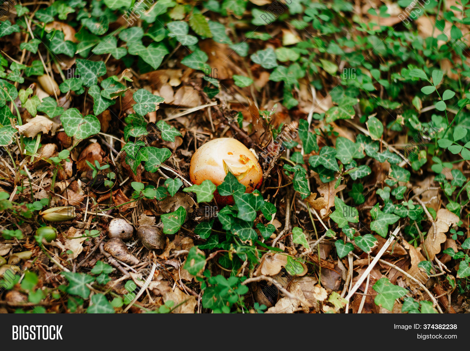 Caesar Mushroom - Image & Photo (Free Trial) | Bigstock