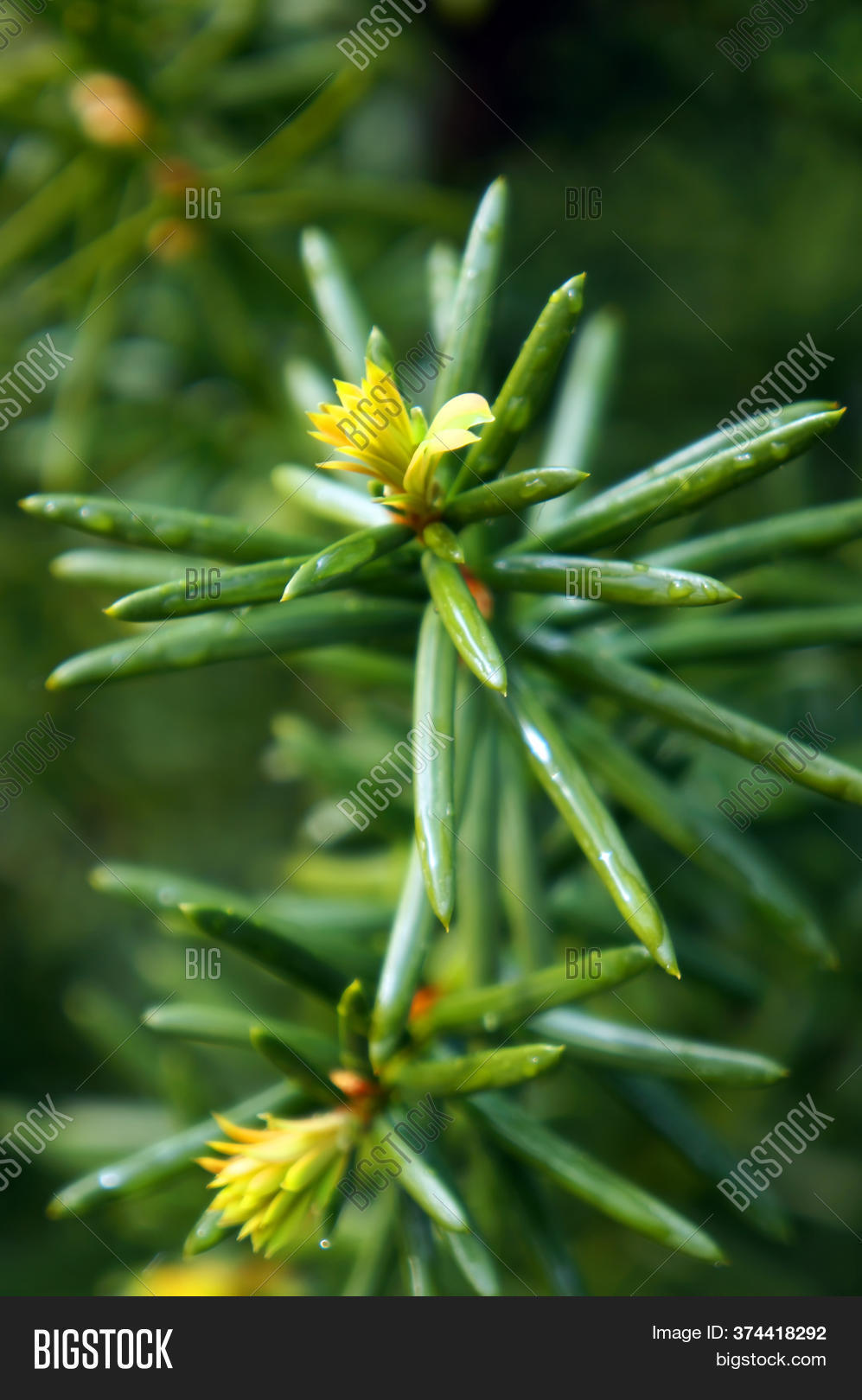 Yew Tree (Taxus Image & Photo (Free Trial) | Bigstock