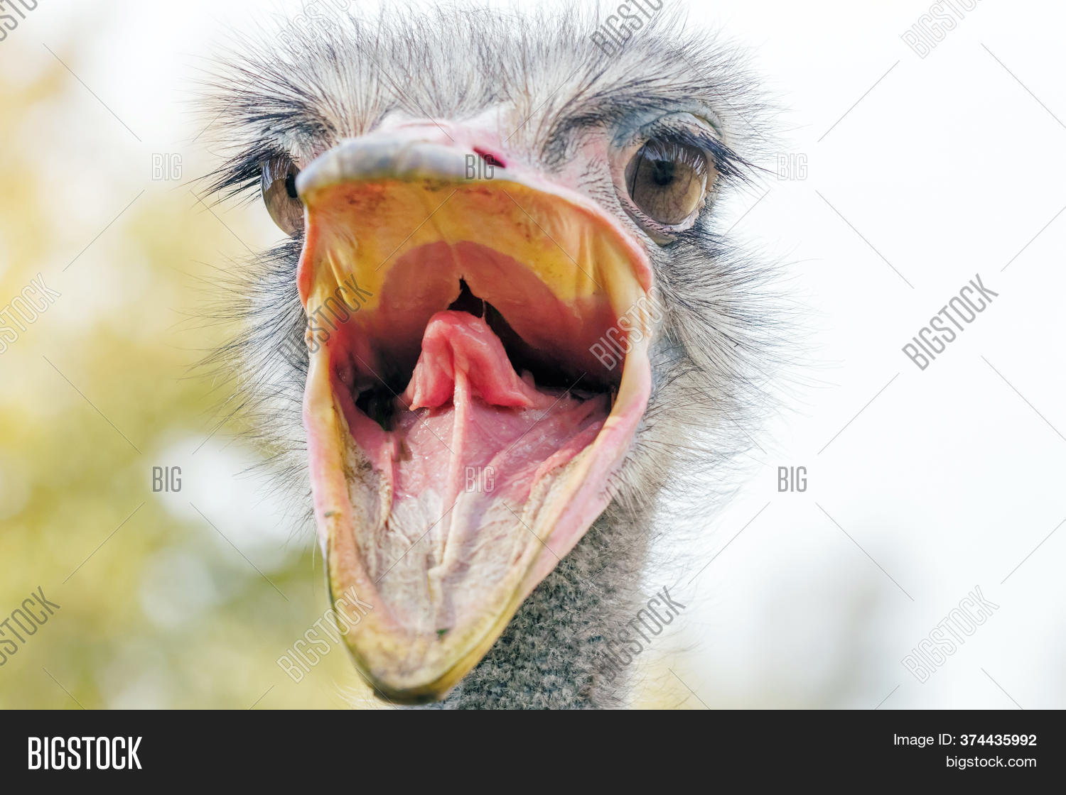 Angry Ostrich Close Image & Photo (Free Trial) | Bigstock