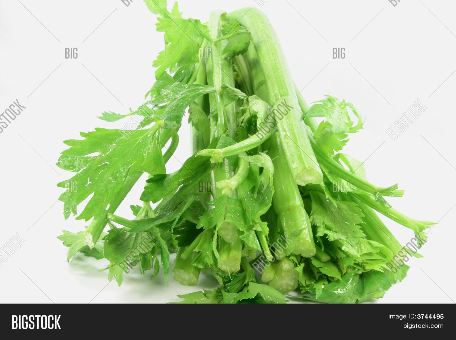 Celery Cross Section Image & Photo (Free Trial) | Bigstock