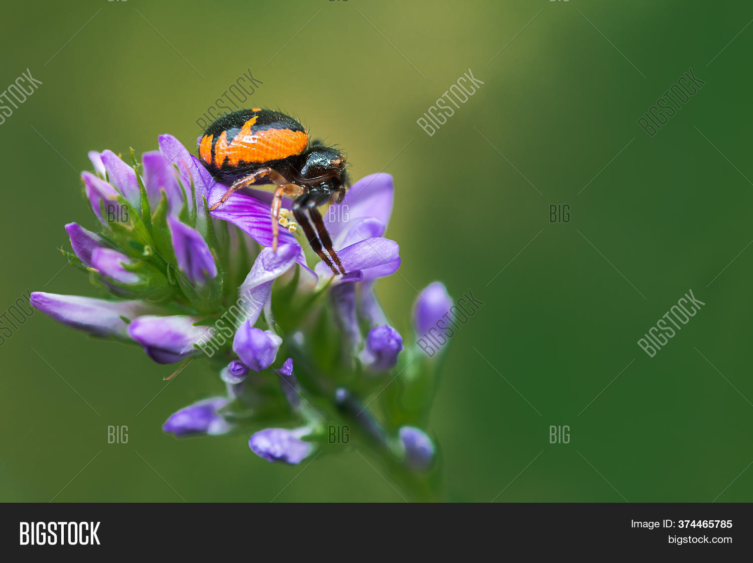 Red Crab Spider, Image & Photo (Free Trial) | Bigstock