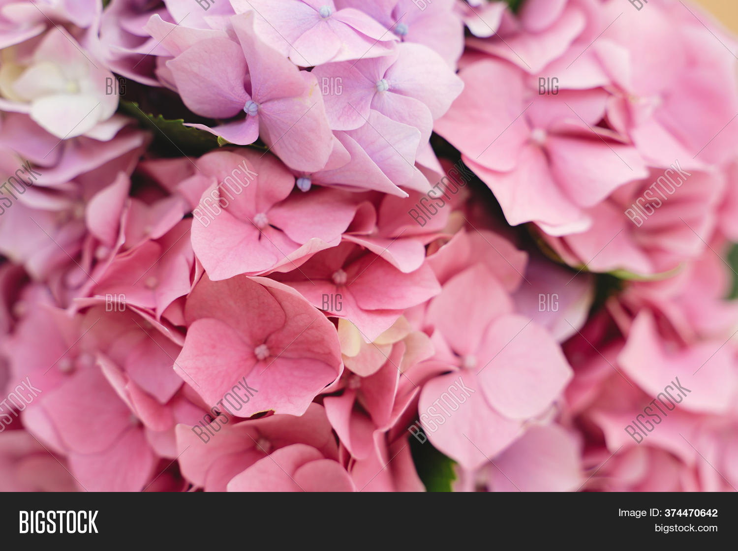 Hydrangea Pink Petals Image & Photo (Free Trial) | Bigstock