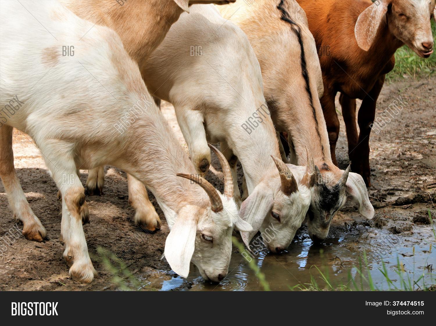Goat Goat Watering Image & Photo (Free Trial) | Bigstock