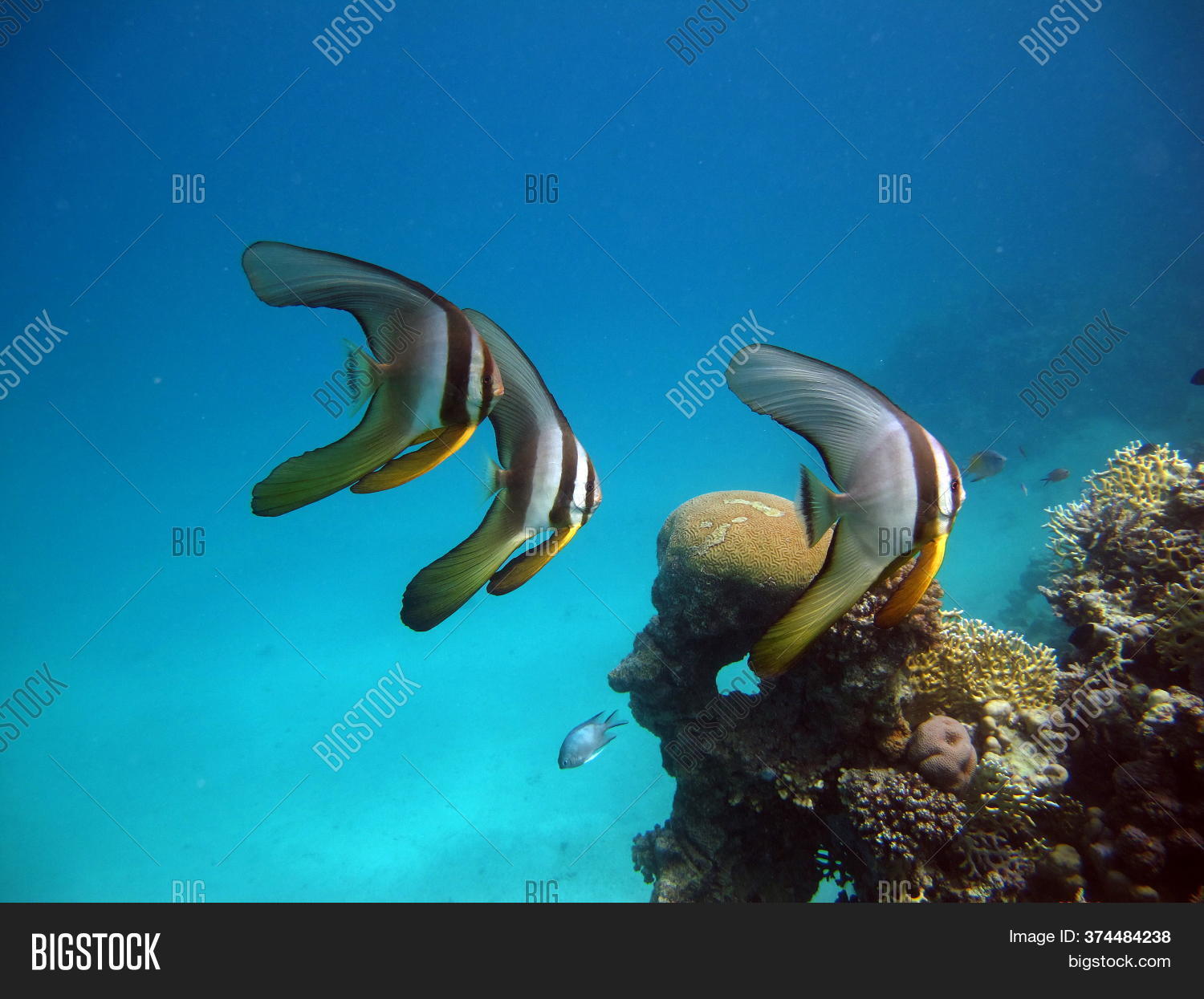Longfin Buttfish. Image & Photo (Free Trial) | Bigstock