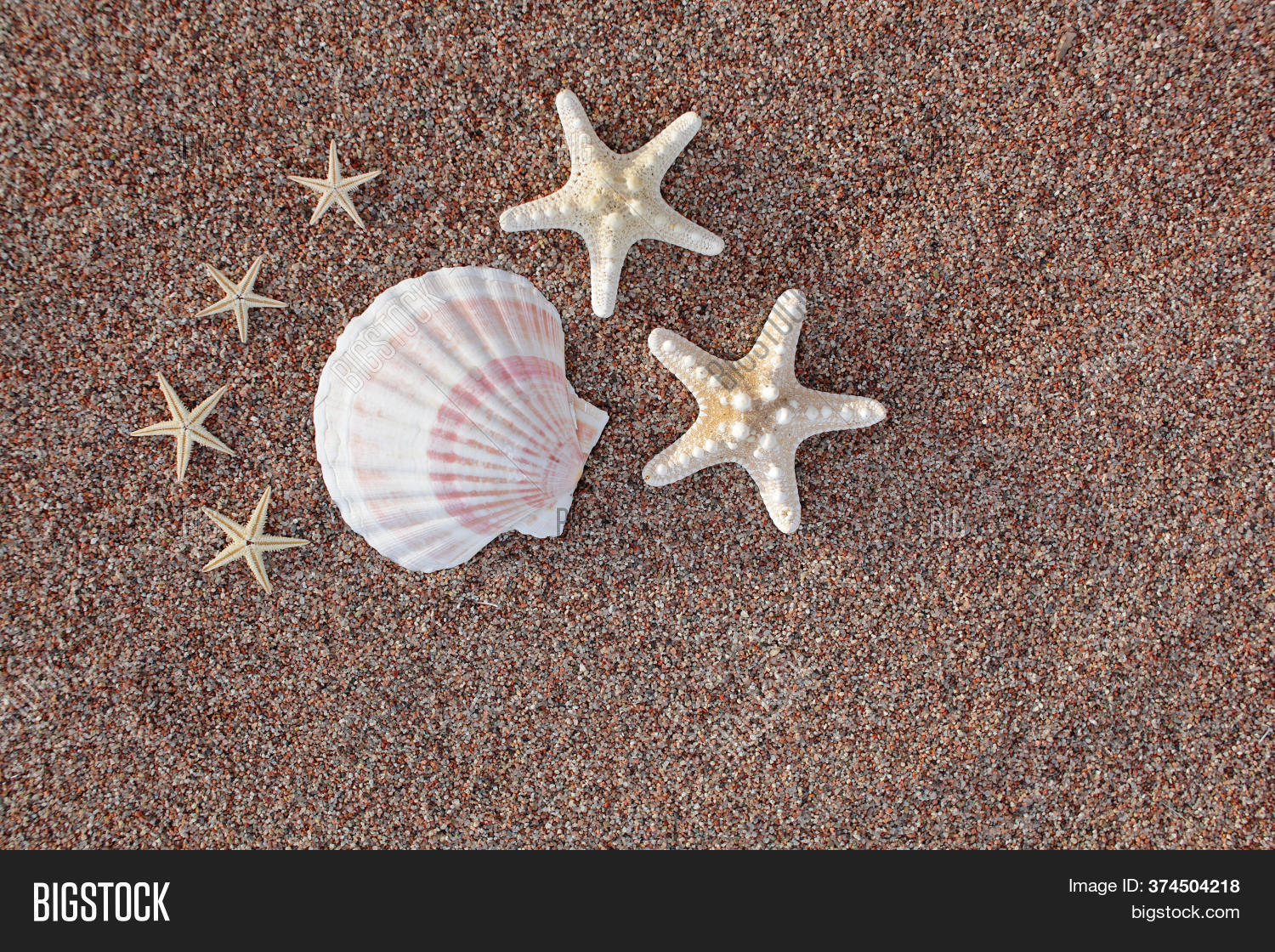 Sea Shells Starfish On Image & Photo (Free Trial) | Bigstock