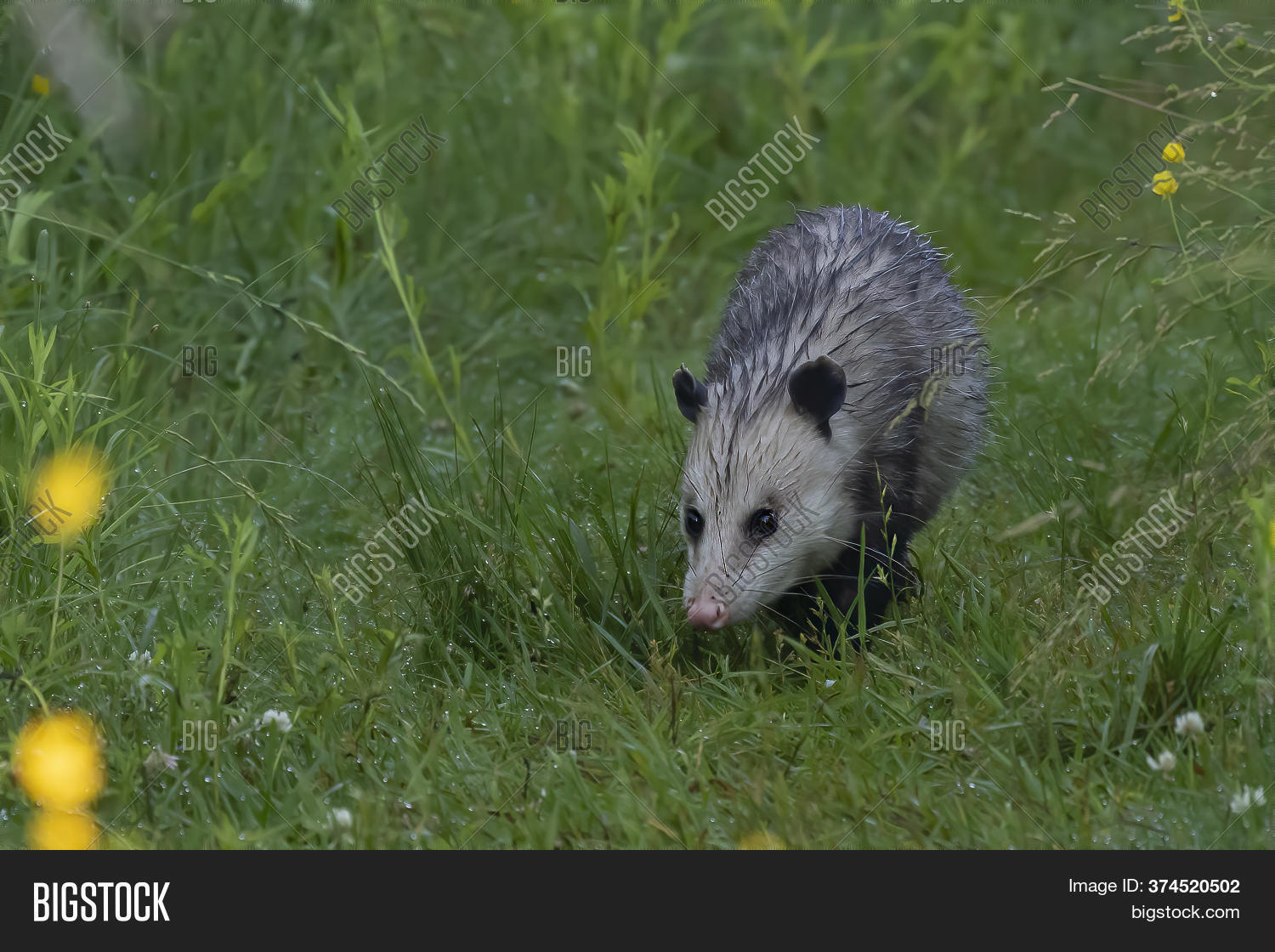 Opossum On Forest Image & Photo (Free Trial) | Bigstock