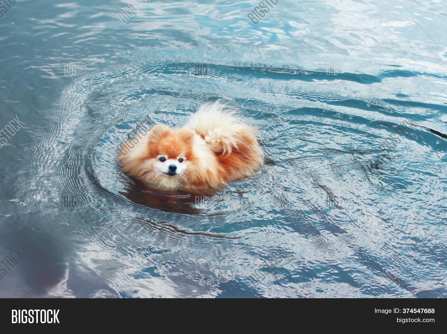 Pomeranian Spitz Dog, Image & Photo (Free Trial) | Bigstock