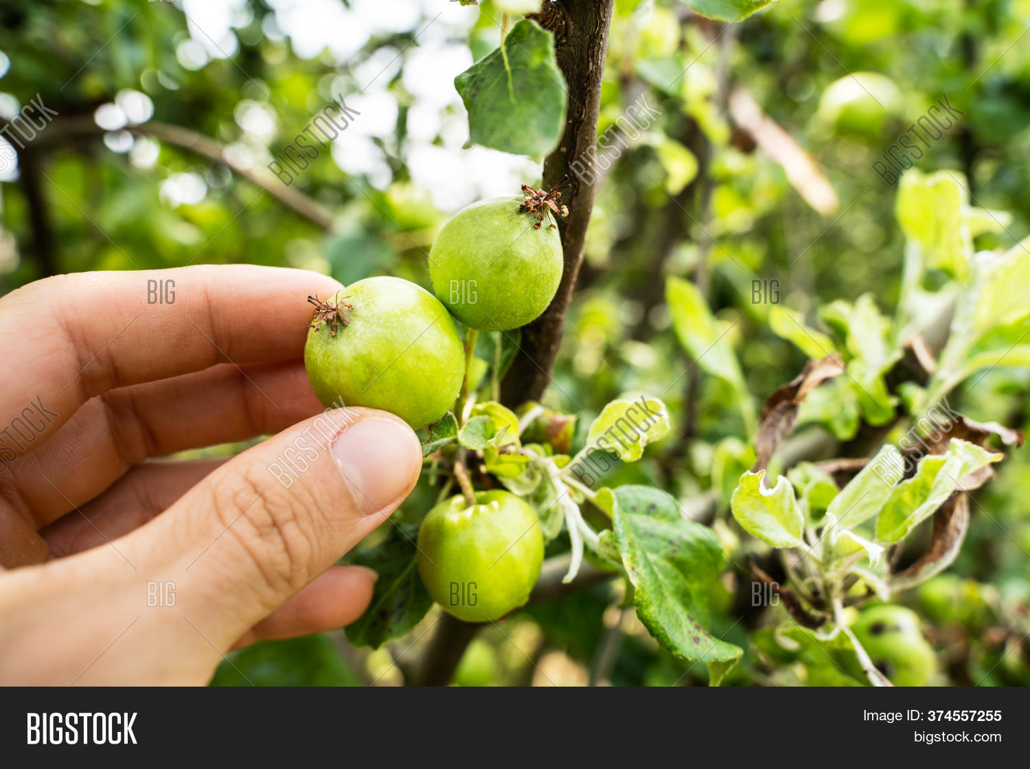 Picking Fresh Food Image & Photo (Free Trial) | Bigstock