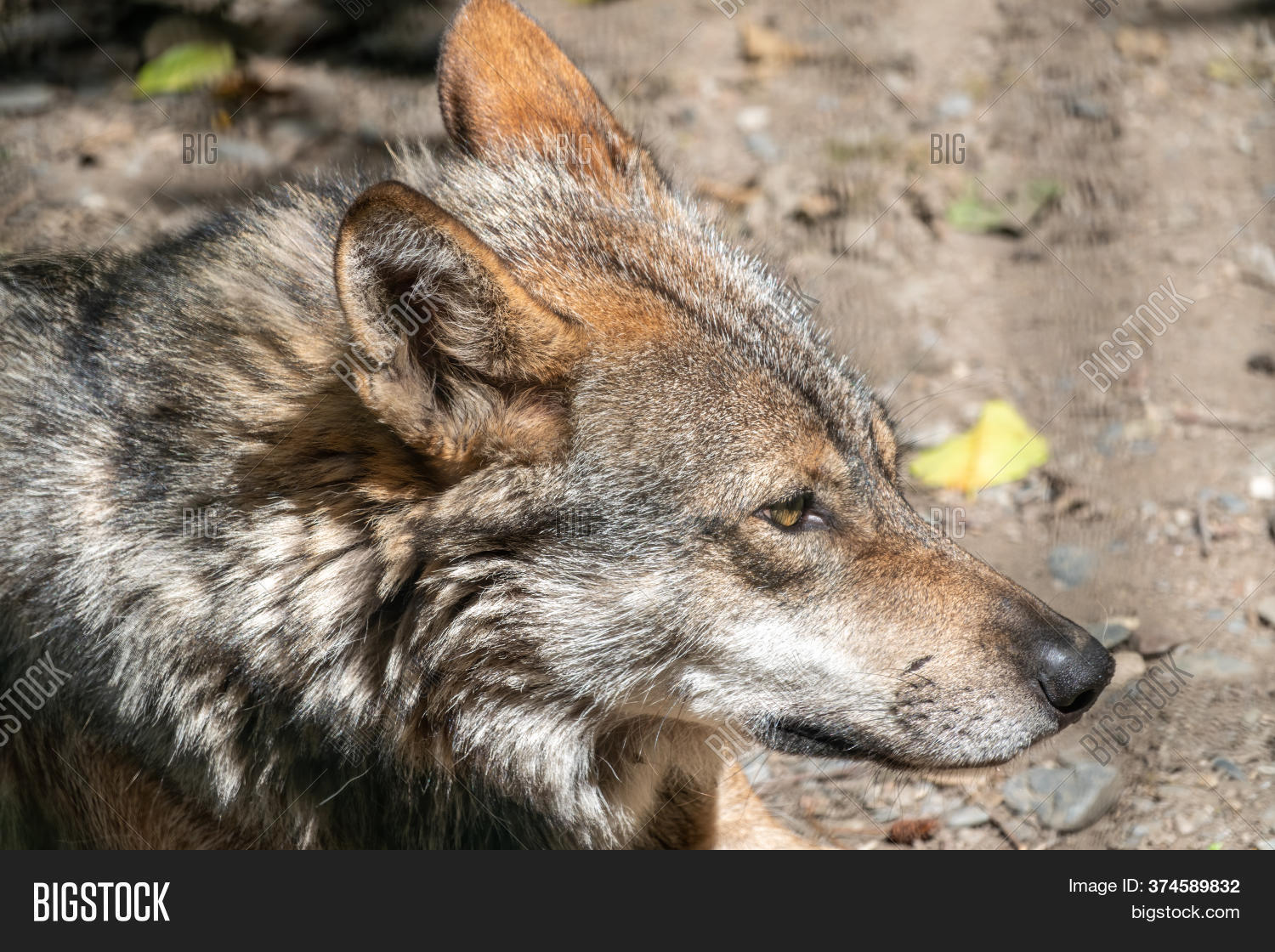 Portrait Golden Jackal Image & Photo (Free Trial) | Bigstock