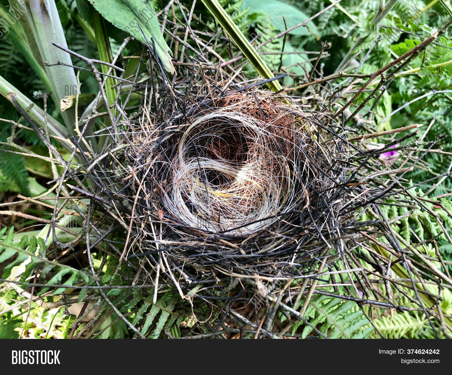 Birds Nest Wild Image & Photo (Free Trial) | Bigstock