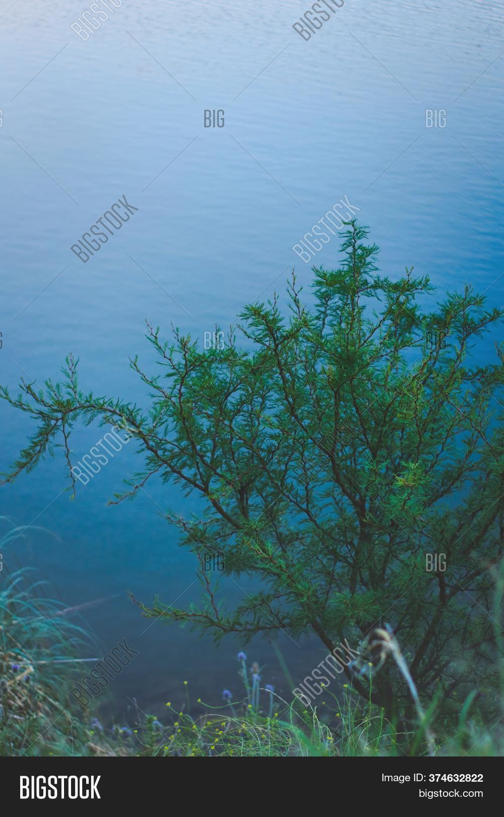 Spiny Needle Bush ( Image & Photo (Free Trial) | Bigstock