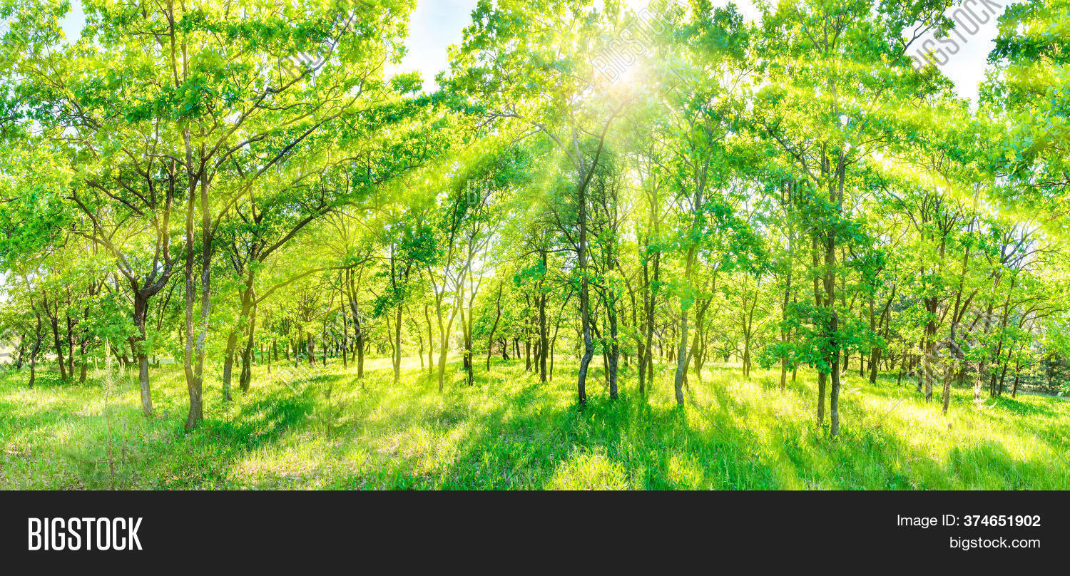 Green Forest Panorama Image & Photo (Free Trial) | Bigstock