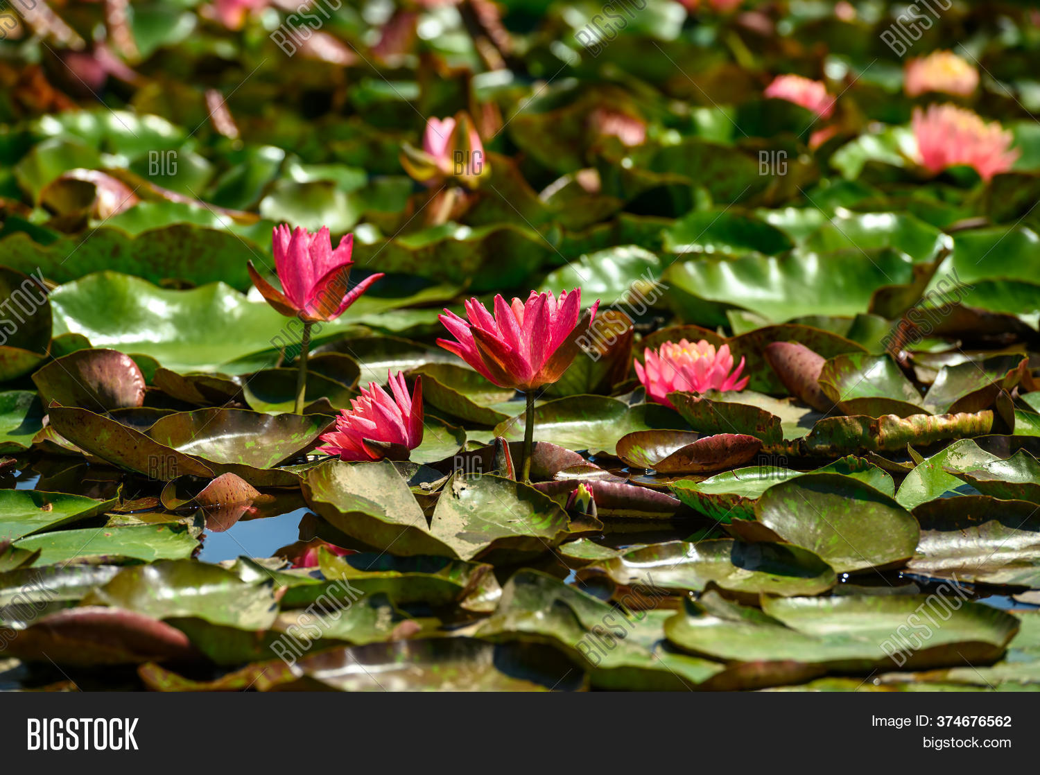 Red Water Lily Flowers Image & Photo (Free Trial) | Bigstock