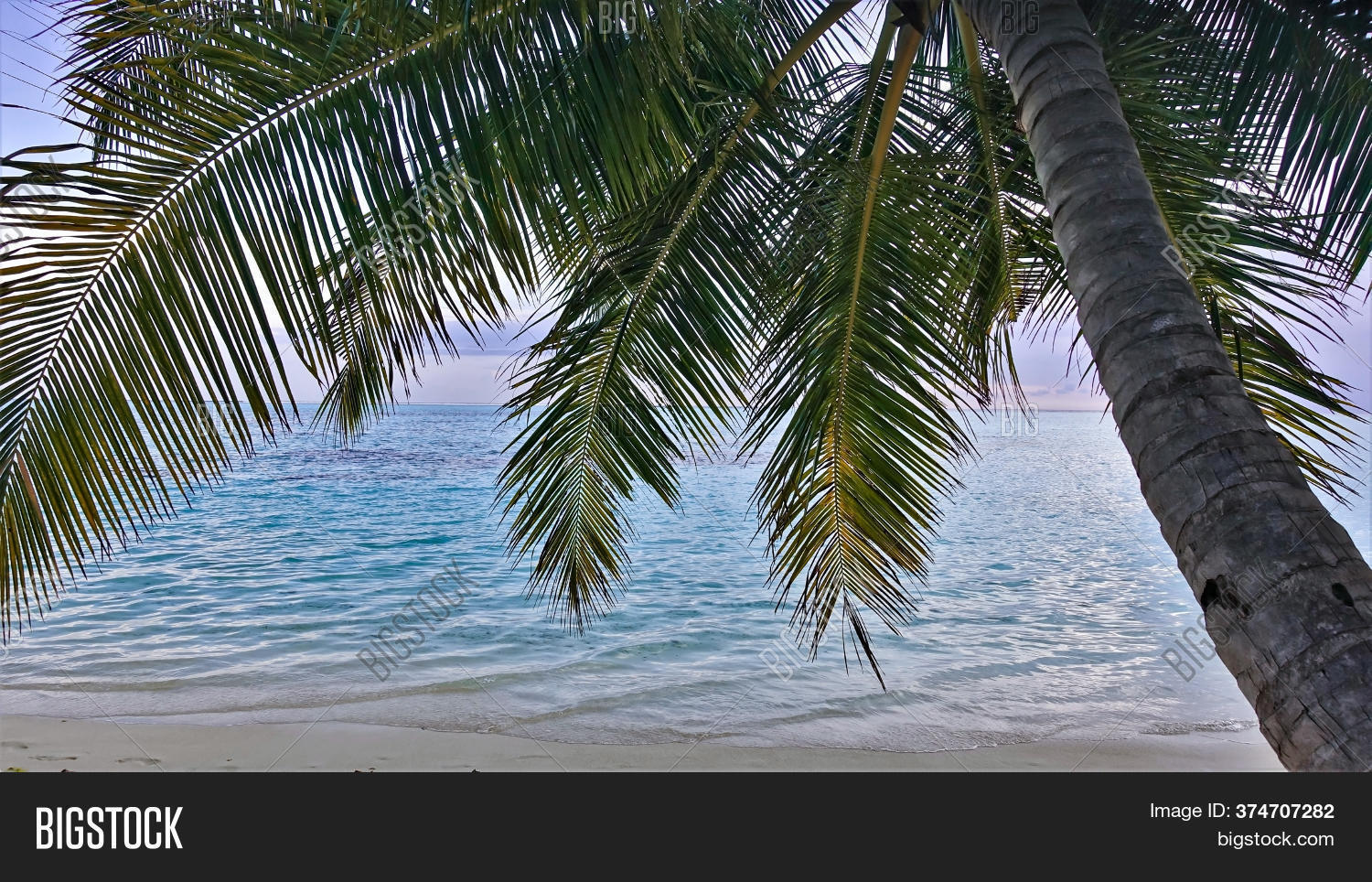 Palm Tree Bent Over Image & Photo (Free Trial) | Bigstock