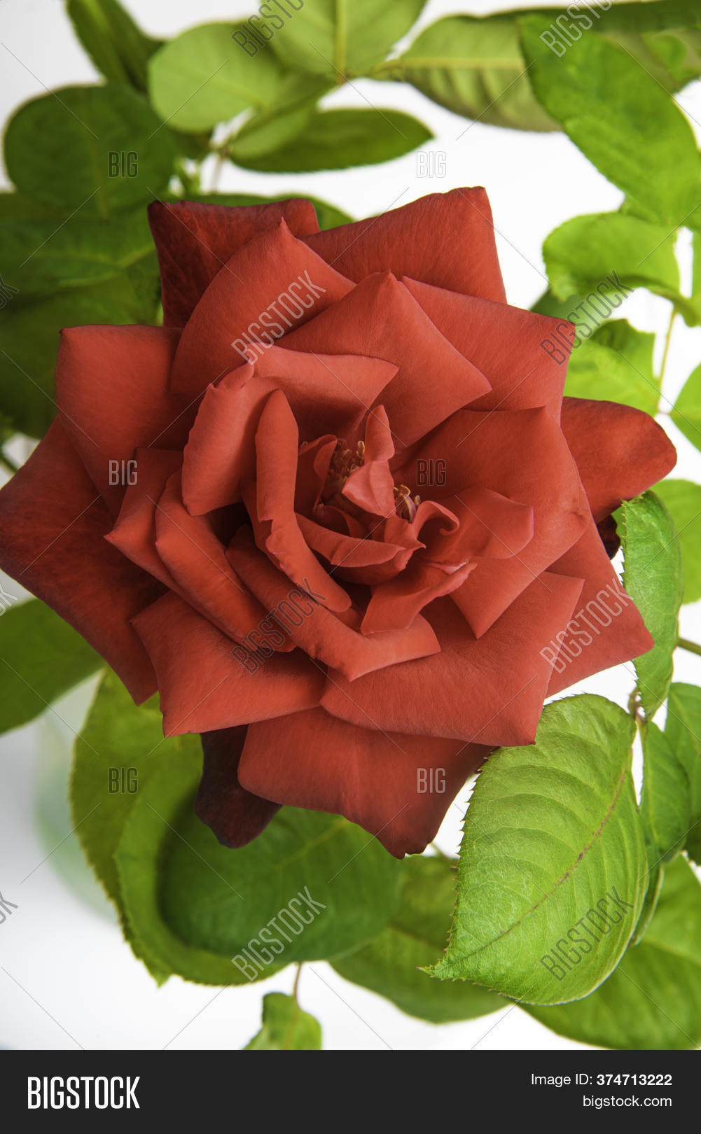 Close- Single Red Rose Image & Photo (Free Trial) | Bigstock