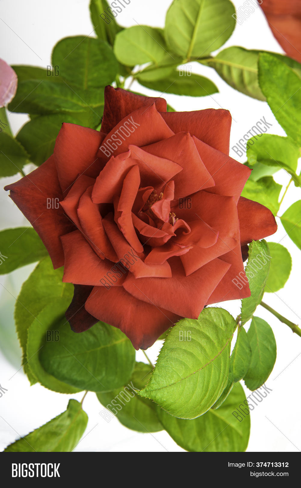 Close- Single Red Rose Image & Photo (Free Trial) | Bigstock