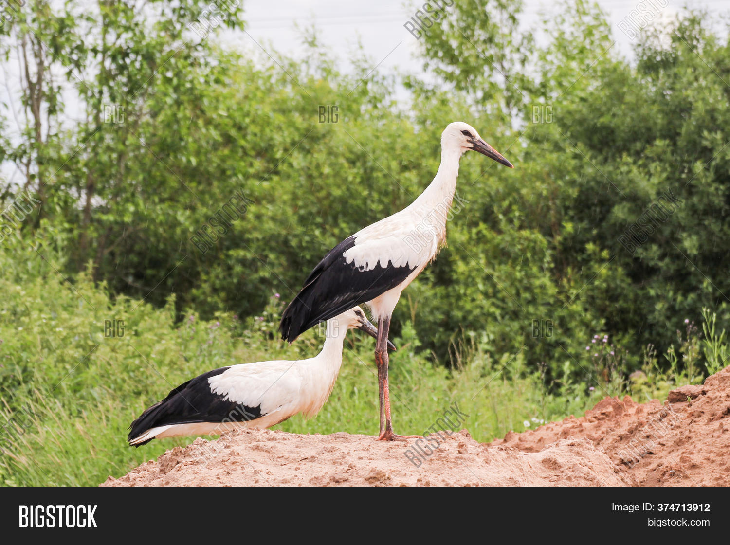 Storks On Pile Sand. Image & Photo (Free Trial) | Bigstock