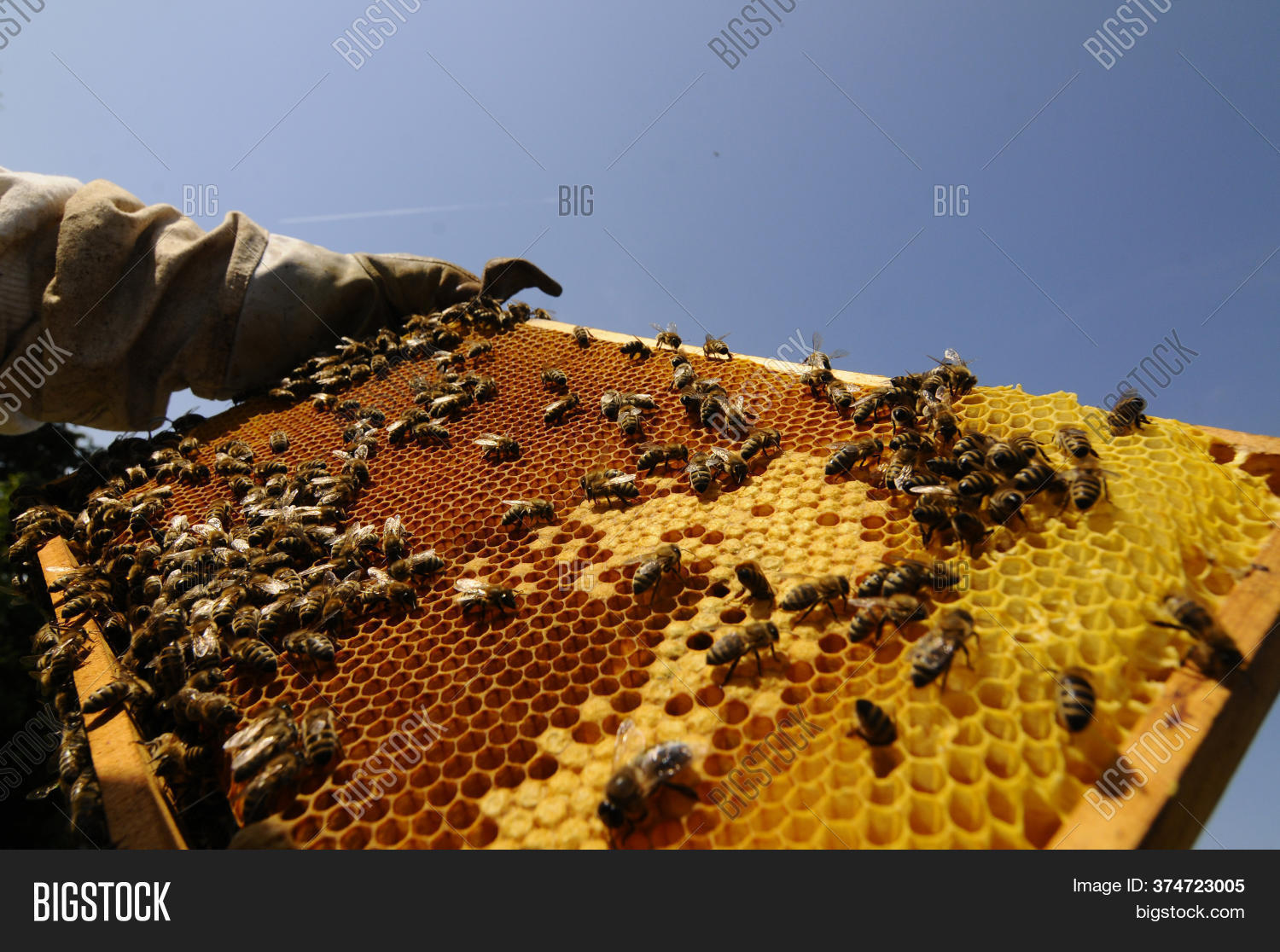 Honey Comb Honey Bees Image & Photo (Free Trial) | Bigstock
