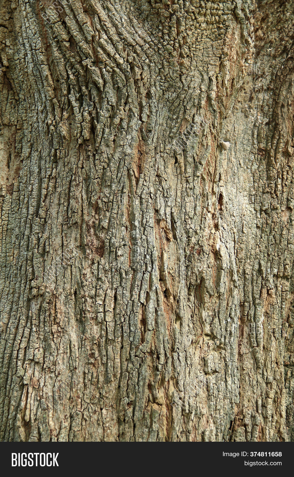 Texture Brown Tree Image & Photo (Free Trial) | Bigstock