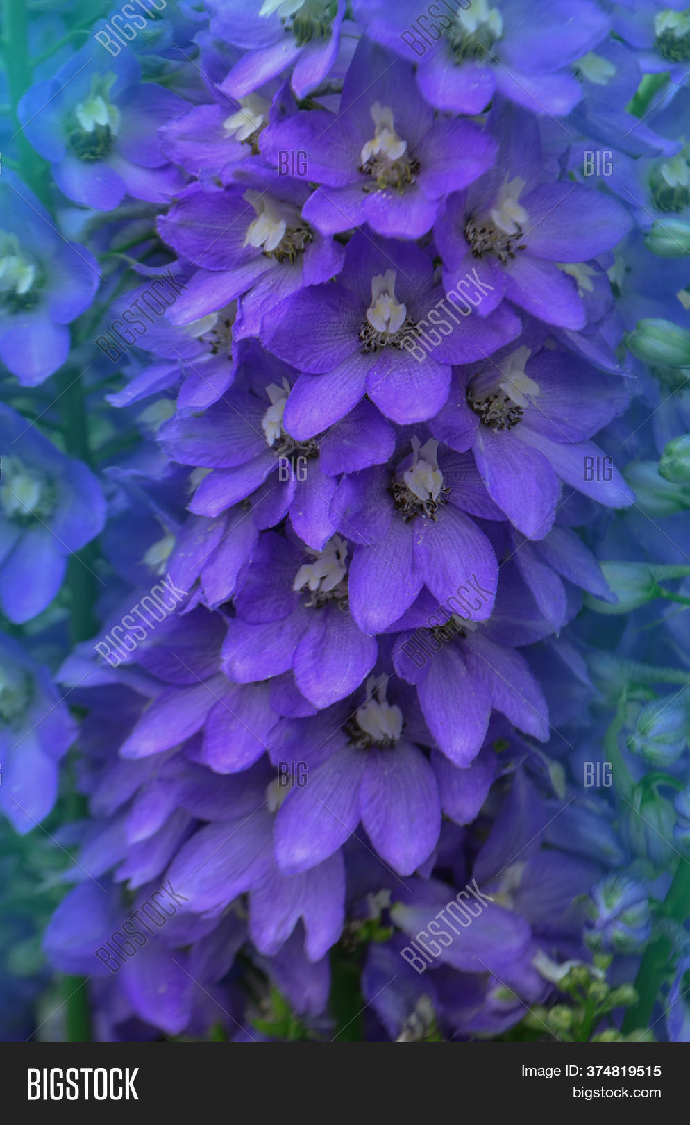 Delphinium Perennial Image & Photo (Free Trial) | Bigstock