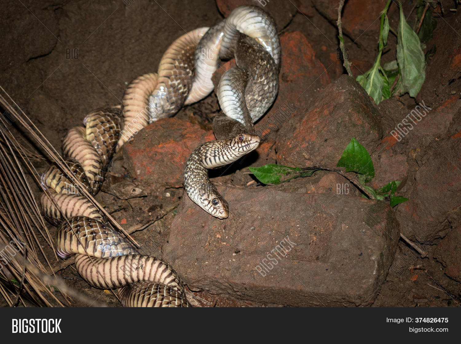 Two Indian Snakes Image & Photo (Free Trial) | Bigstock