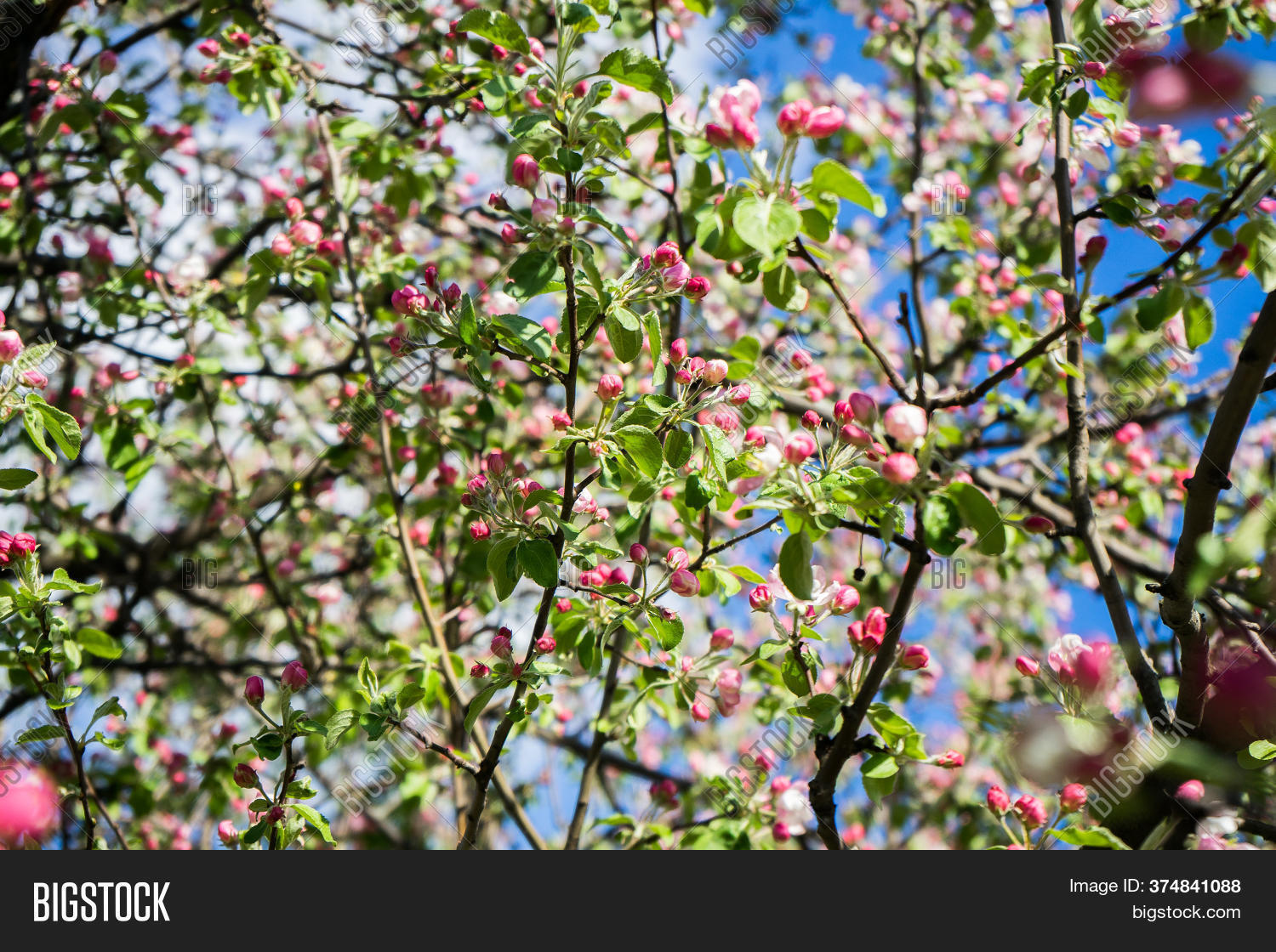 Apple Tree Blossom Image & Photo (Free Trial) | Bigstock