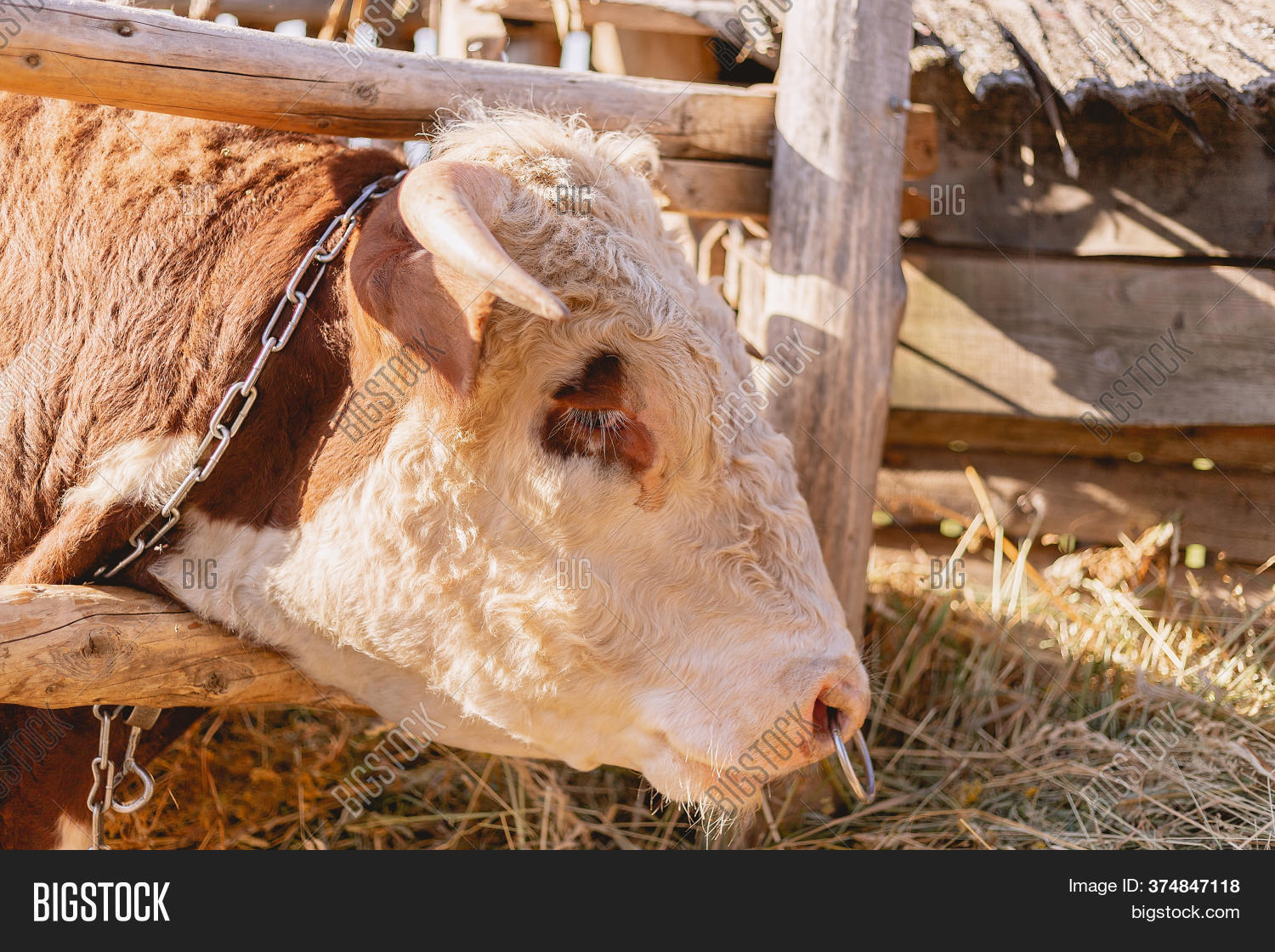 Year Bull 2021. New Image & Photo (Free Trial) | Bigstock