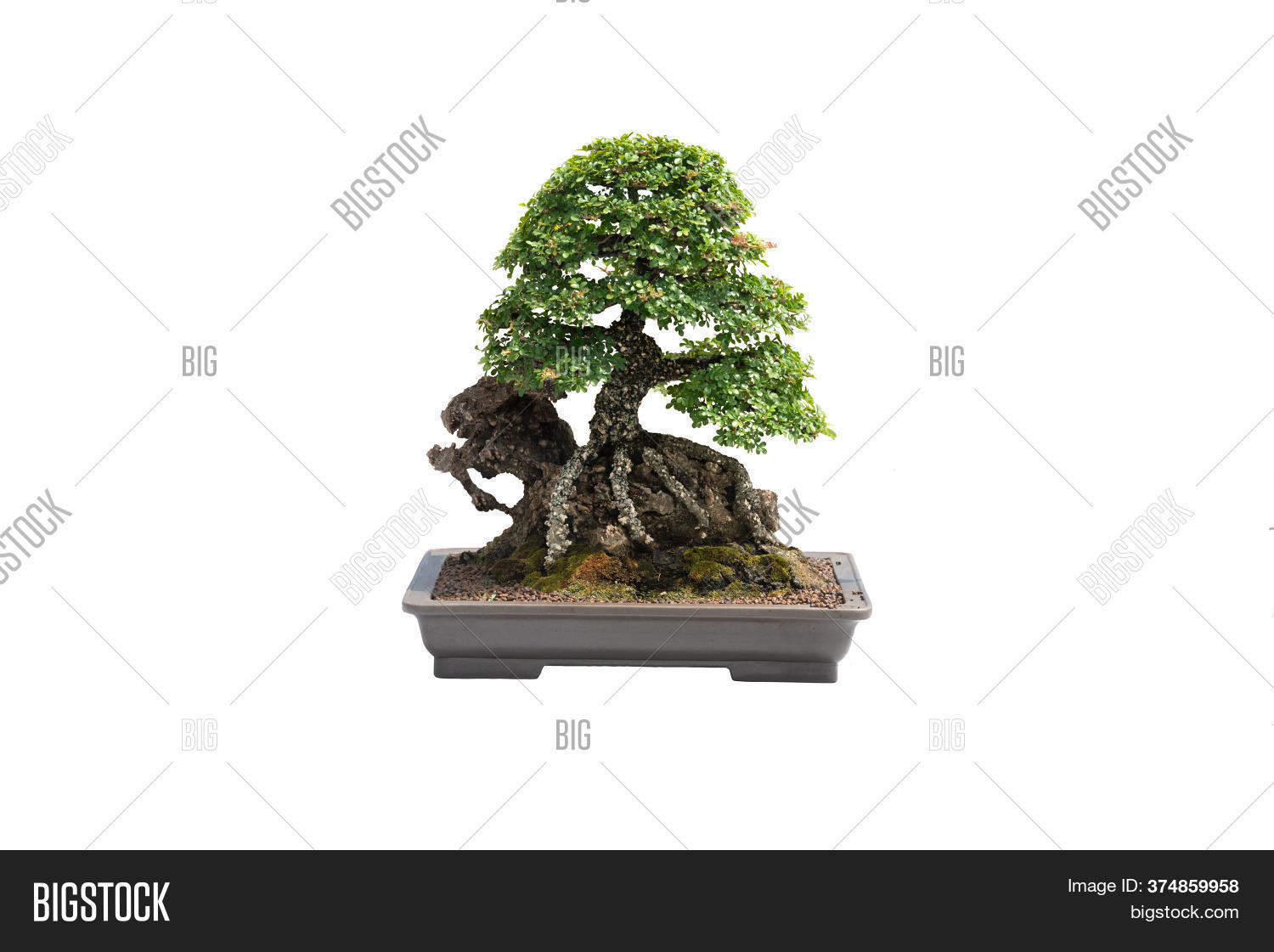 Small Bonsai Tree Image & Photo (Free Trial) | Bigstock