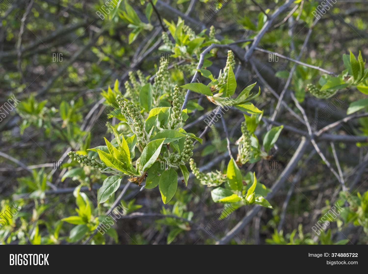 Prunus Padus Buds Image & Photo (Free Trial) | Bigstock