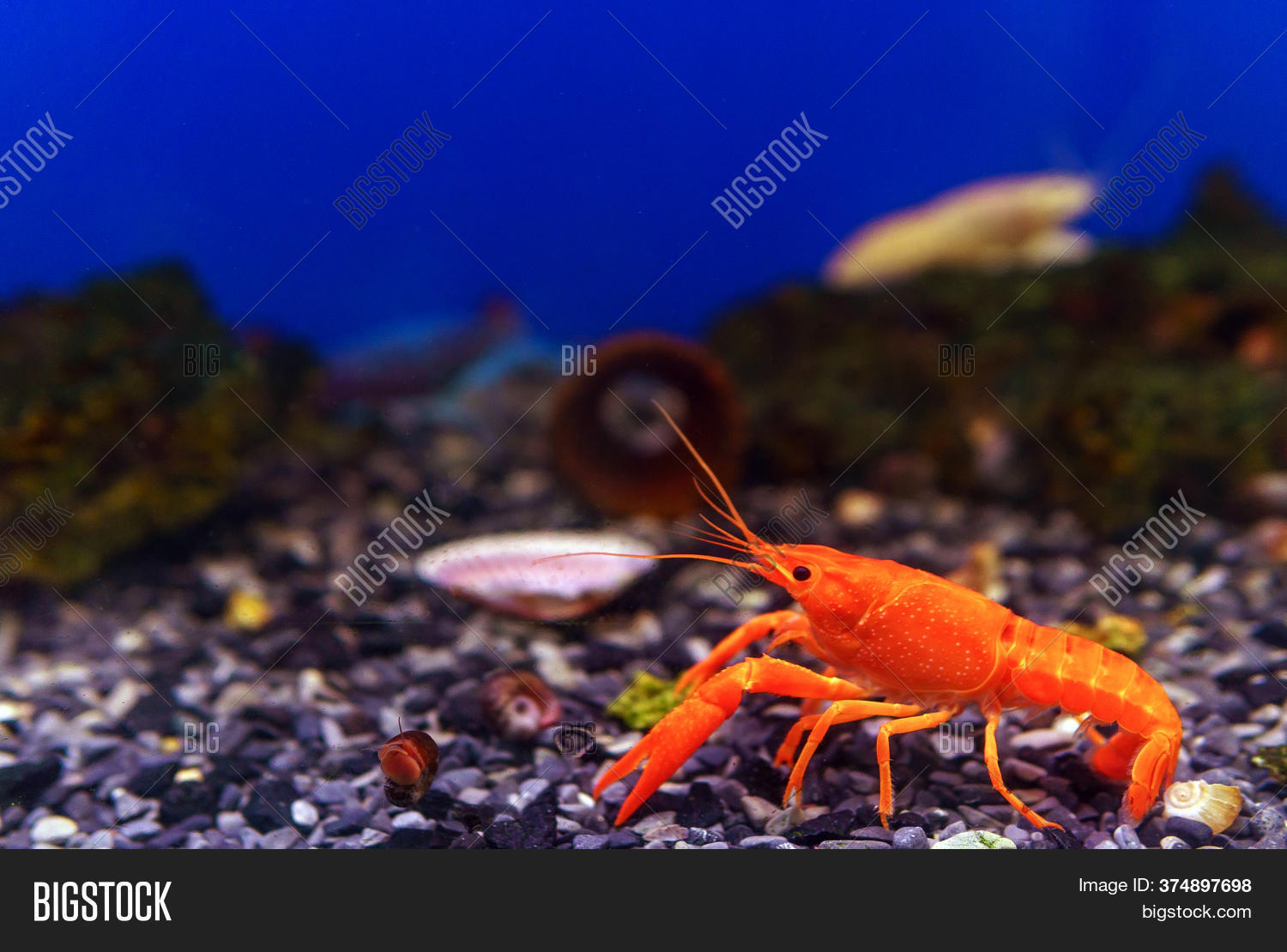 Red Crayfish Show Image & Photo (Free Trial) | Bigstock