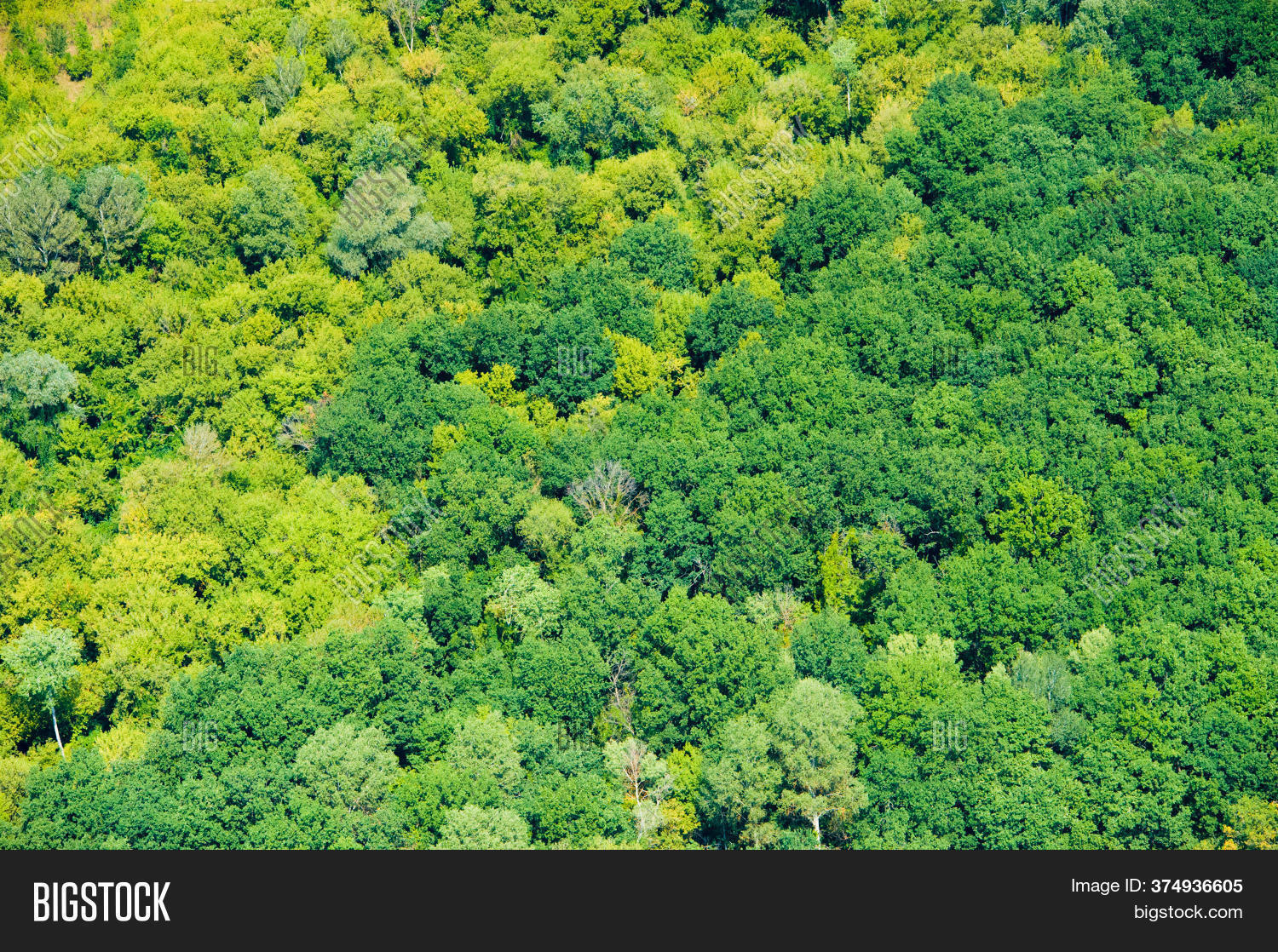Aerial View Forest Image & Photo (Free Trial) | Bigstock
