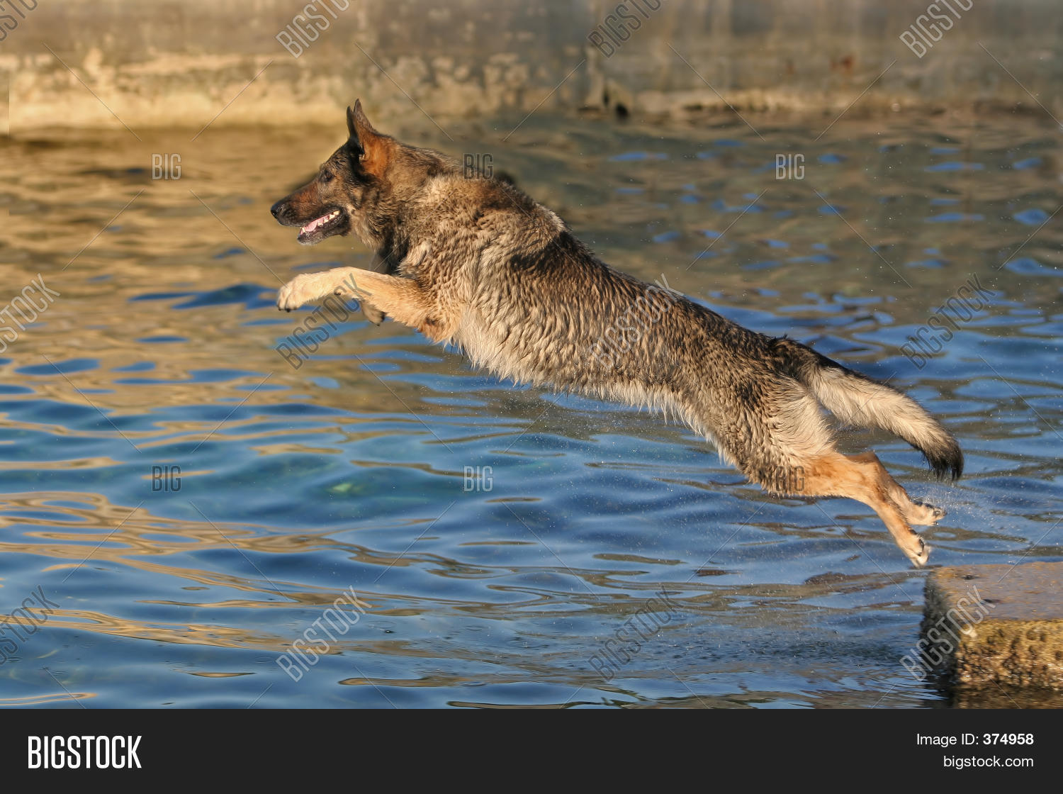 German Shepherd Image & Photo (Free Trial) | Bigstock