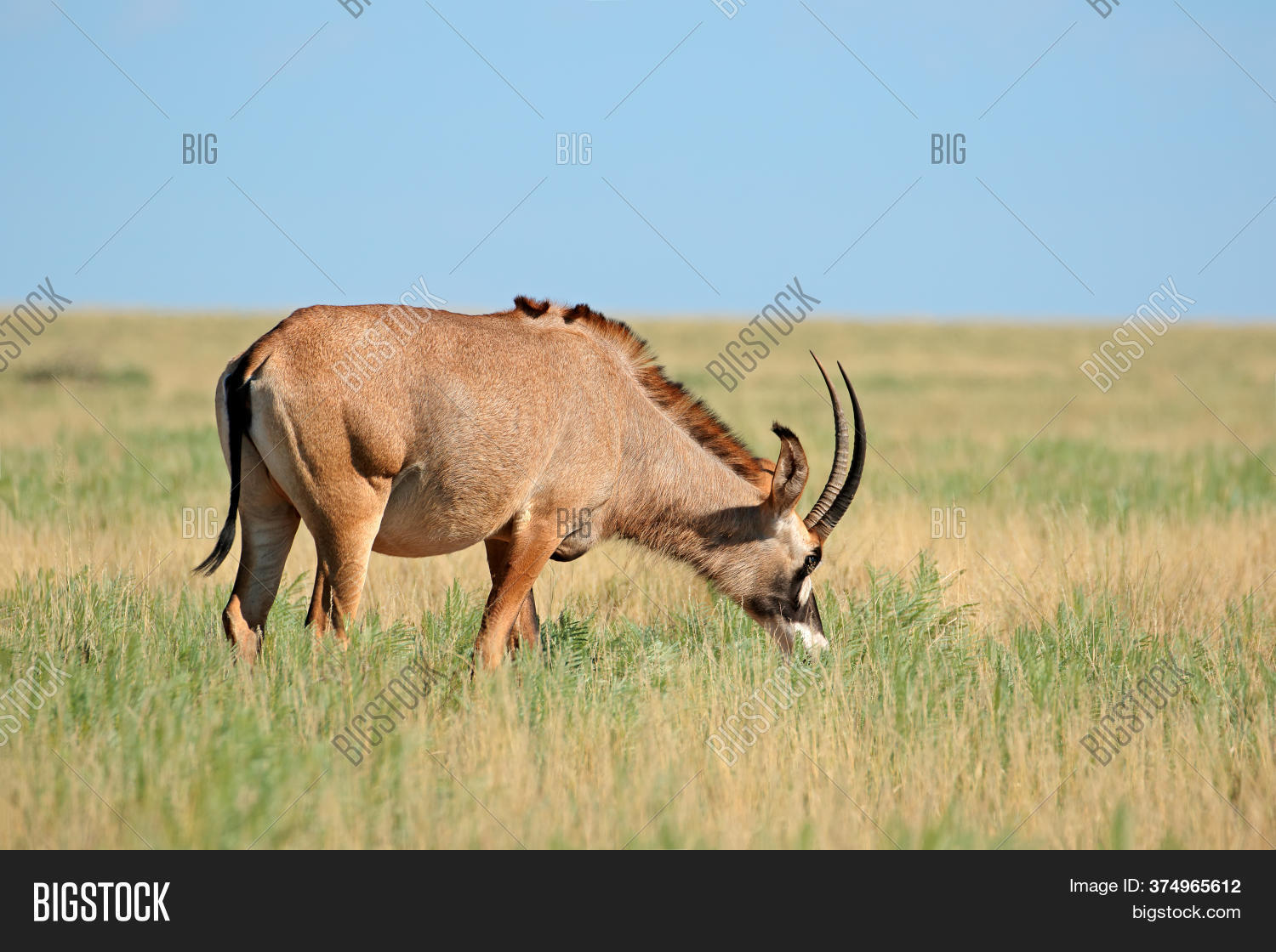Rare Roan Antelope ( Image & Photo (Free Trial) | Bigstock