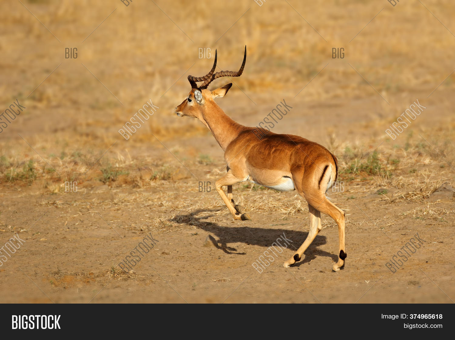 Male Impala Antelope ( Image & Photo (Free Trial) | Bigstock