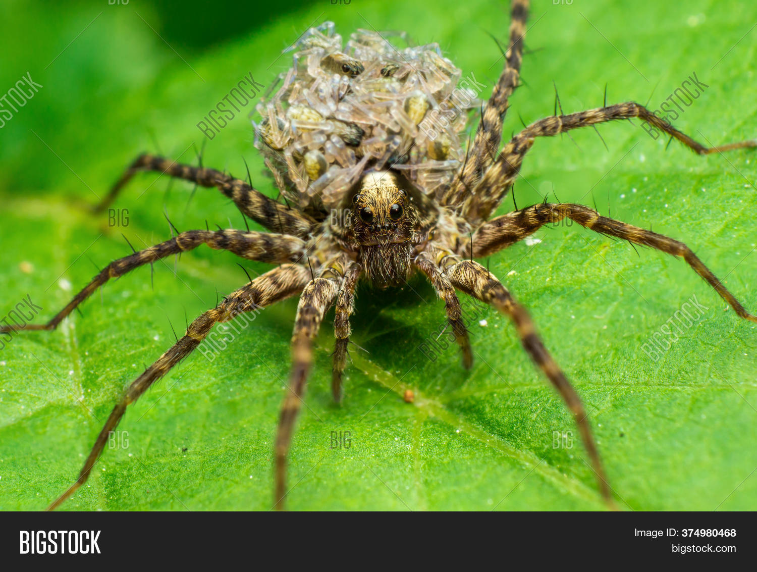 Female Wolf Spider Image & Photo (Free Trial) | Bigstock