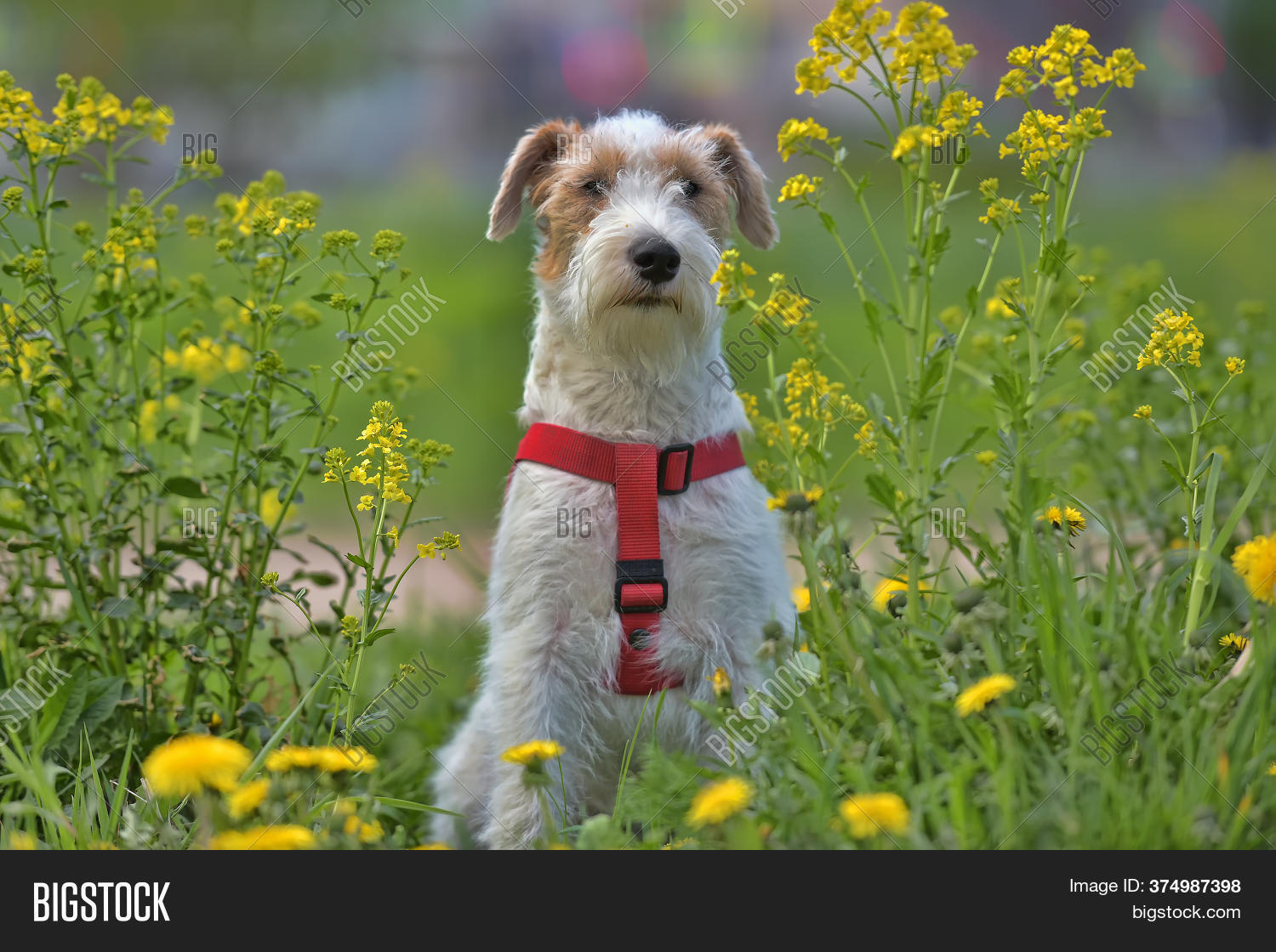 Red Airedale Terrier