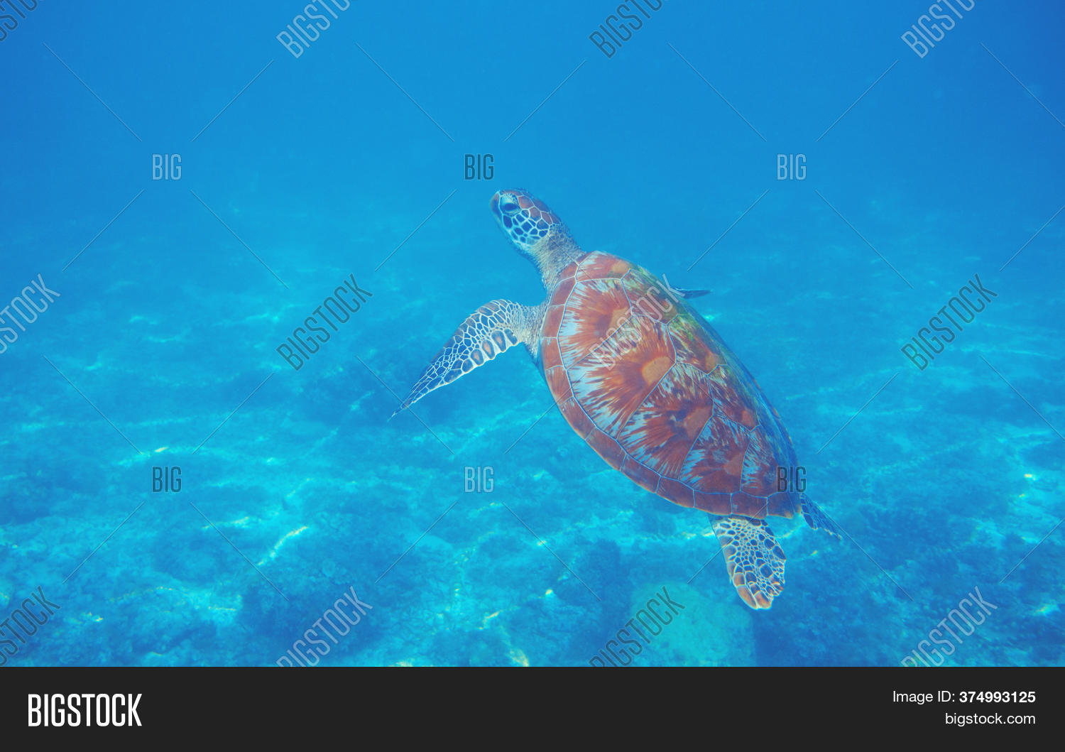 Snorkeling Sea Turtle Image & Photo (Free Trial) | Bigstock