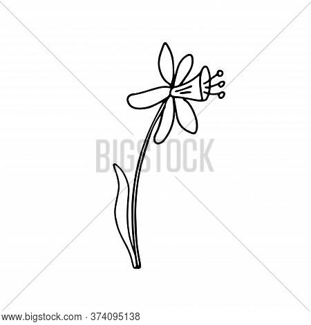Daffodil Doodle Style Vector & Photo (Free Trial) | Bigstock