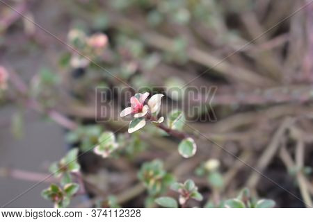 Foxley Thyme Leaves - Image & Photo (Free Trial) | Bigstock