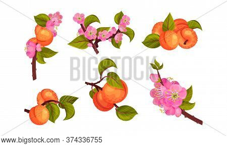 Apricot Drupe Fruit Vector & Photo (Free Trial) | Bigstock