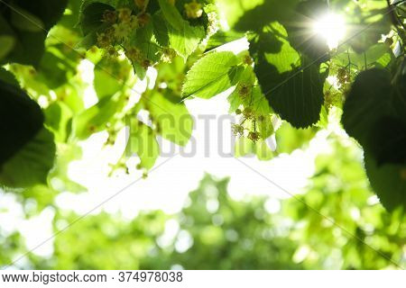 Closeup View Linden Image & Photo (Free Trial) | Bigstock