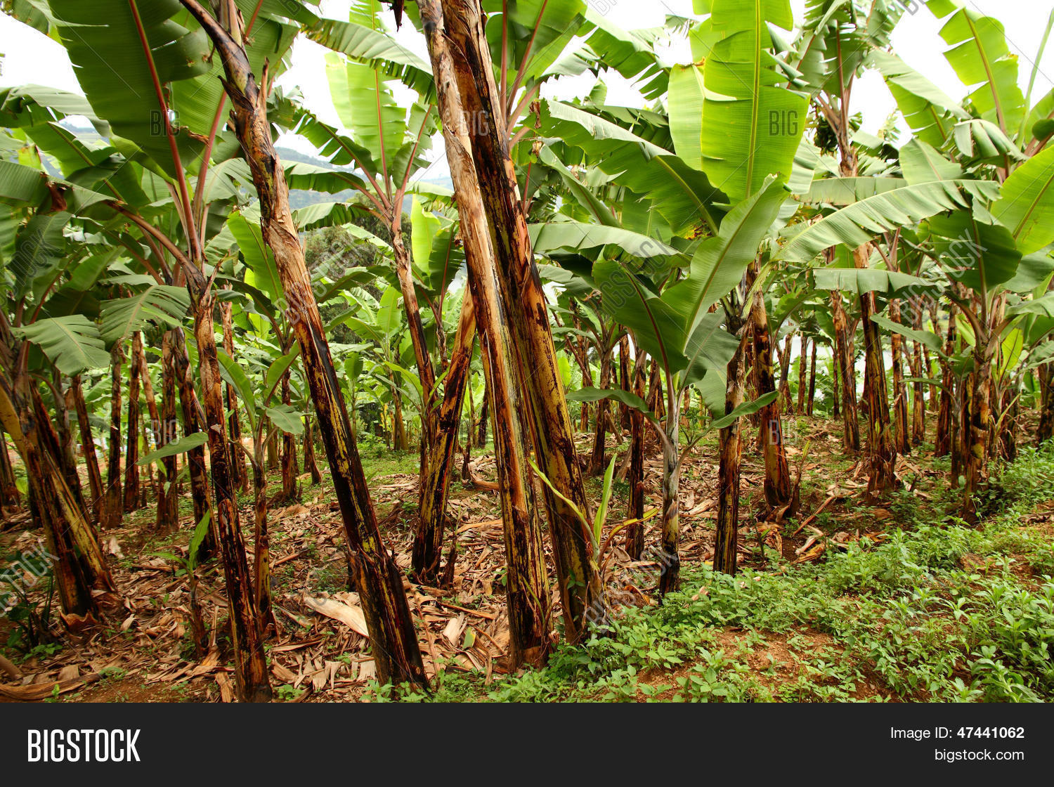 Banana Field Image & Photo (Free Trial) | Bigstock