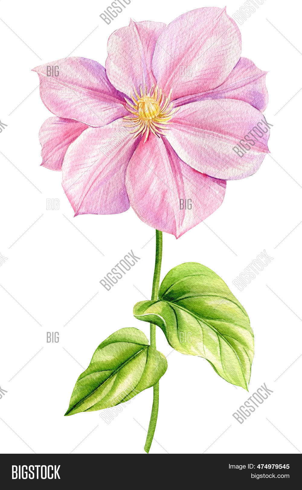 Clematis Flower Drawing