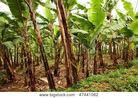 Banana Field Image & Photo (Free Trial) | Bigstock