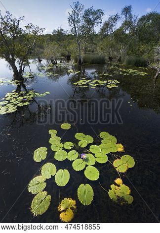 Wetlands Natural Image & Photo (Free Trial) | Bigstock