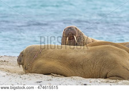 Walrus Resting Image & Photo (Free Trial) | Bigstock