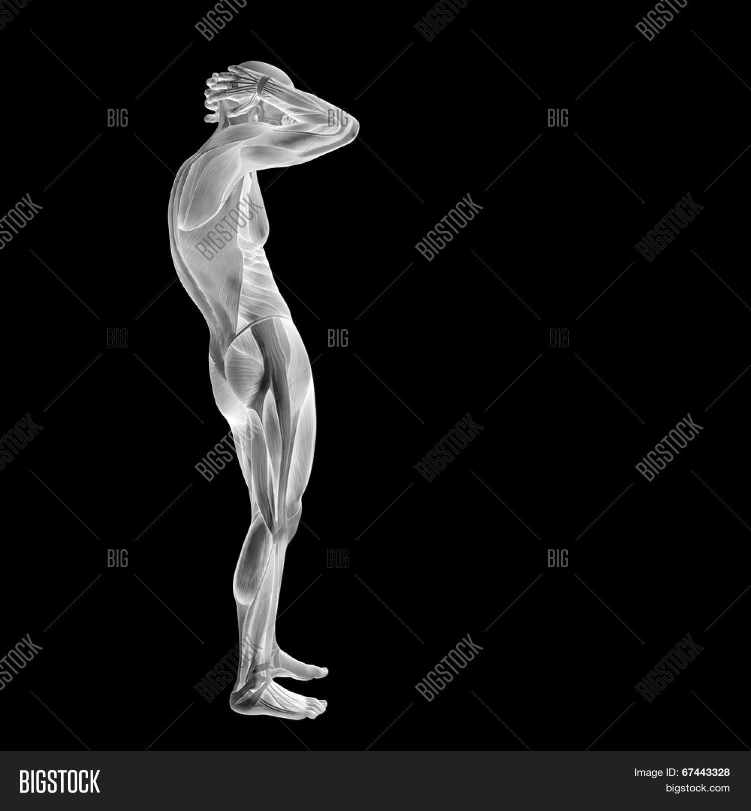 3D Human Man Muscles Image & Photo (Free Trial) | Bigstock