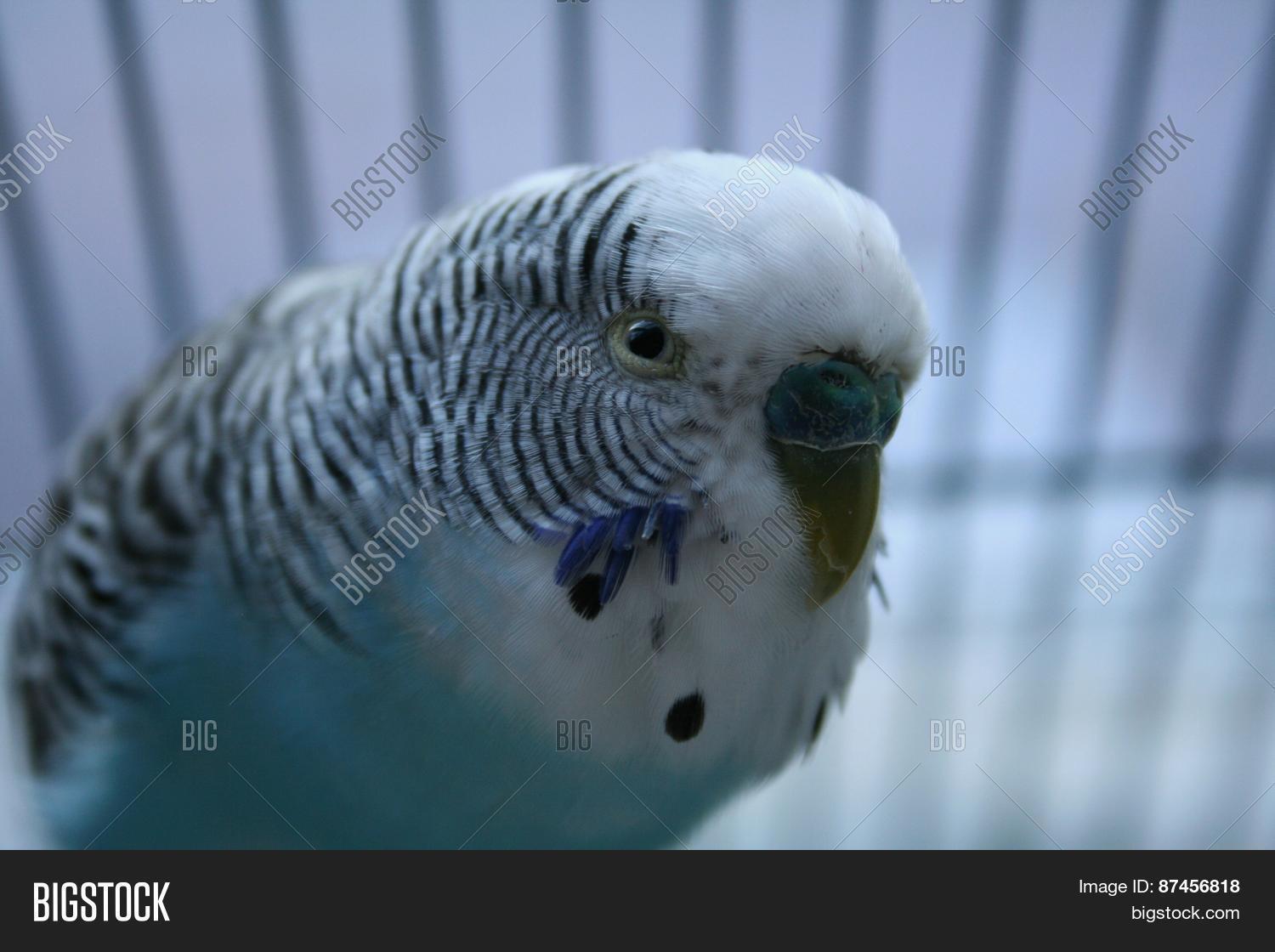 Fluffed Male Parakeet Image & Photo (Free Trial) | Bigstock